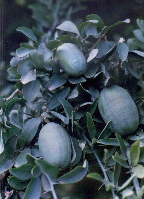 National Innovation Foundation-India