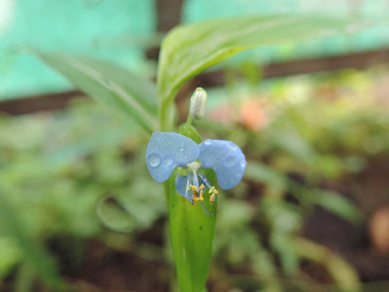 National Innovation Foundation-India