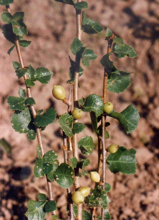 National Innovation Foundation-India