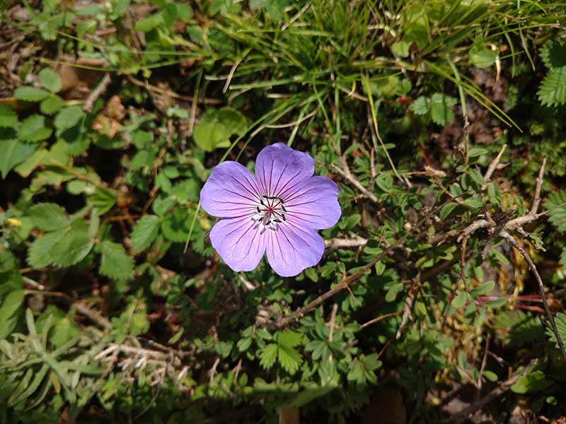 National Innovation Foundation-India