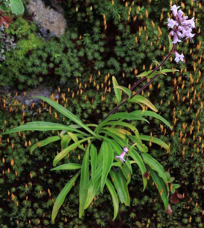 National Innovation Foundation-India