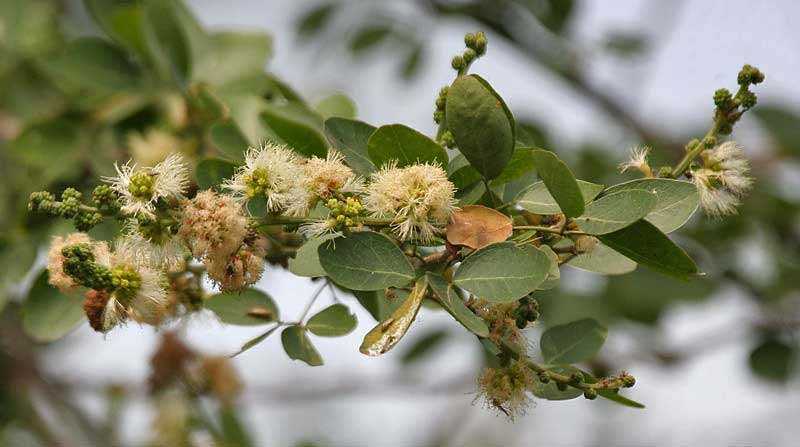 National Innovation Foundation-India